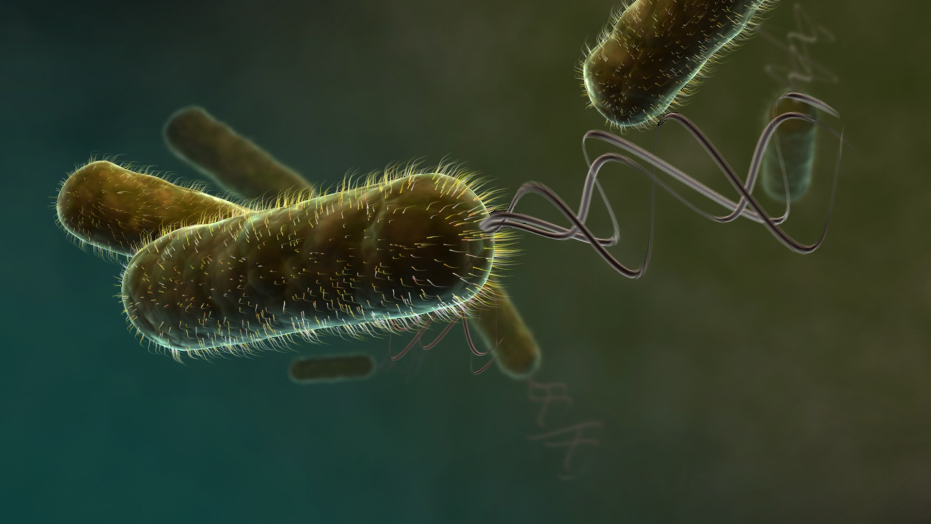 3d Model Ecoli Bacteria