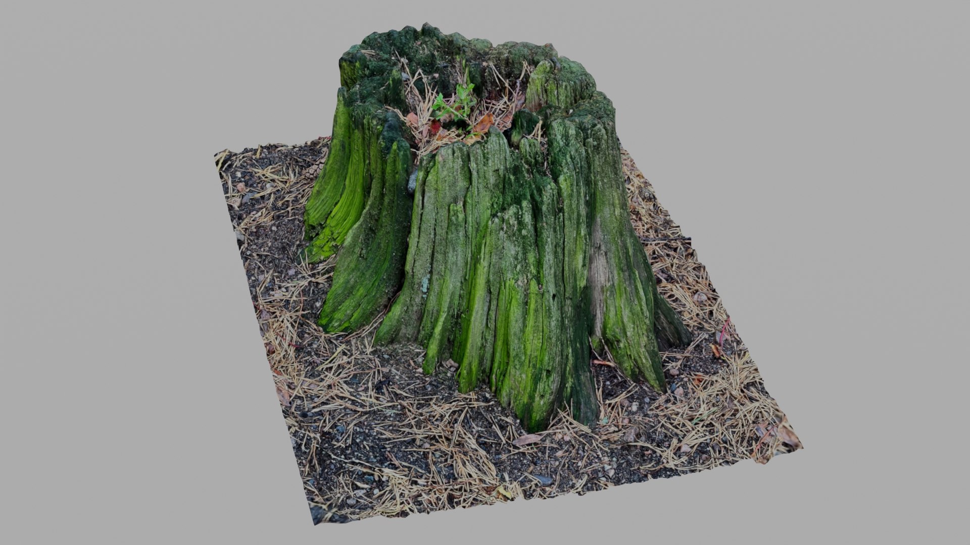 3D Tree Stump - TurboSquid 2140980