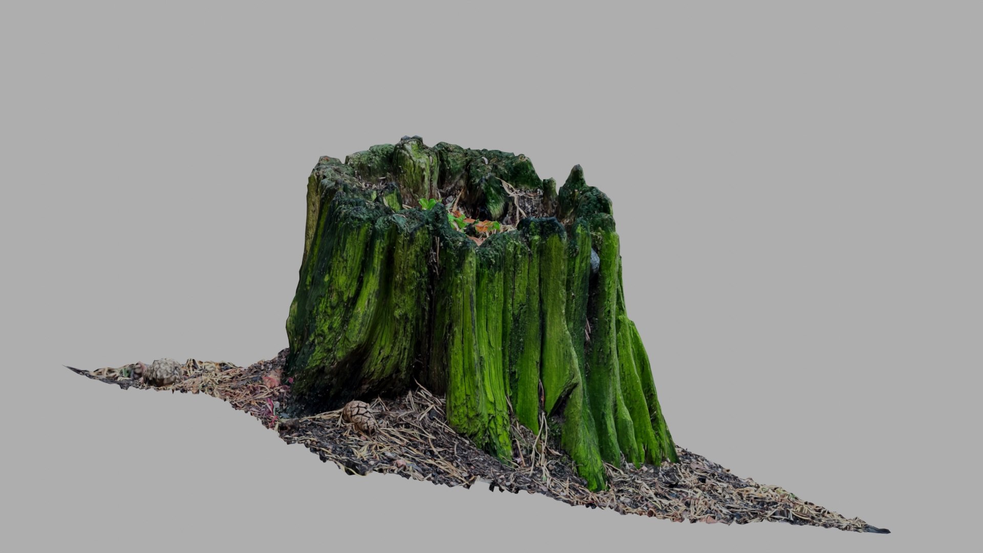 3D Tree Stump - TurboSquid 2140980