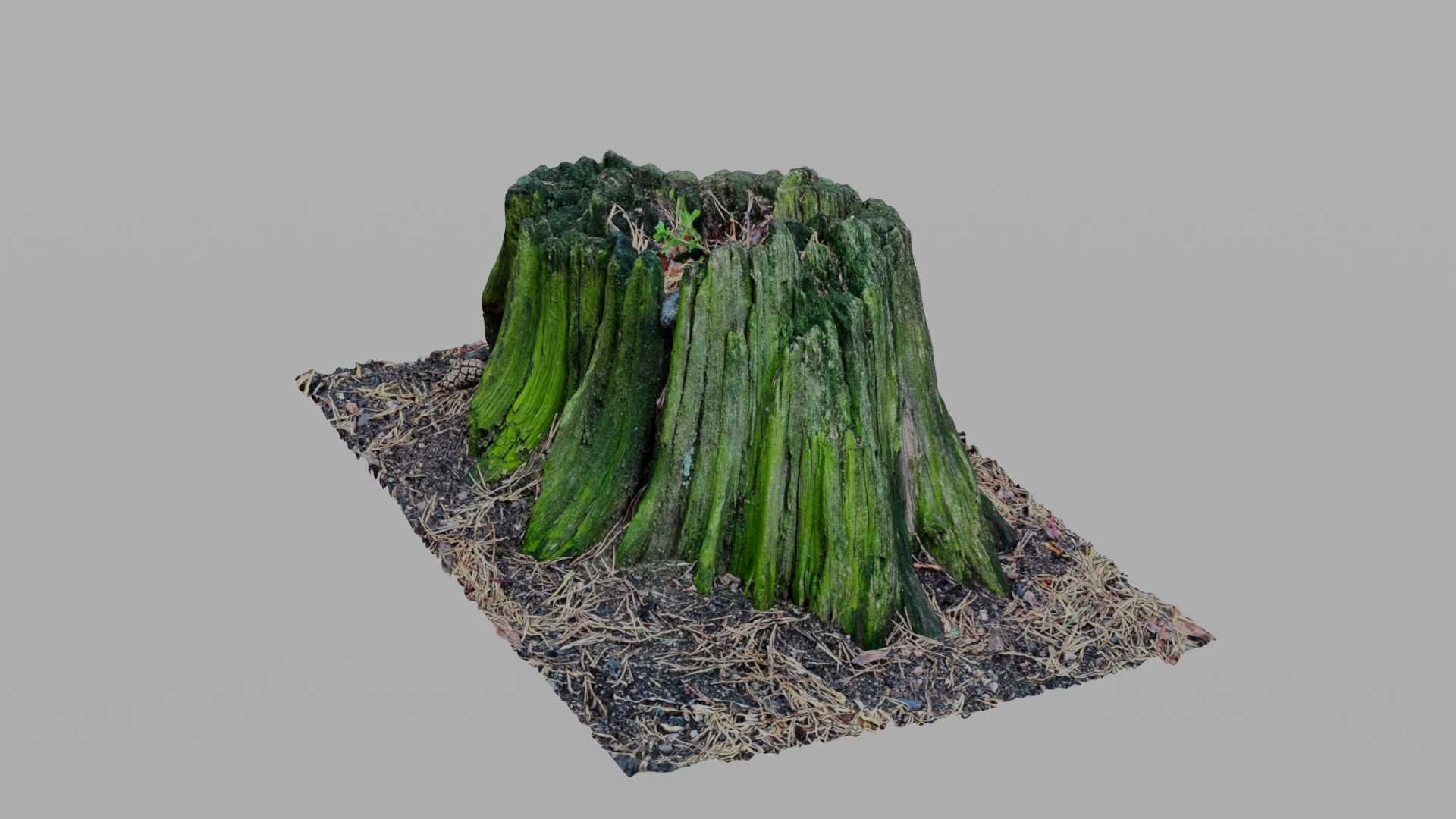 3D Tree Stump - TurboSquid 2140980