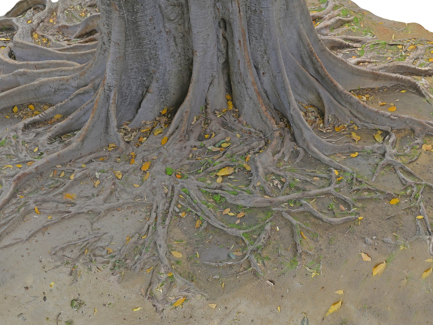 3D Giant Tree Jungle - TurboSquid 1408748