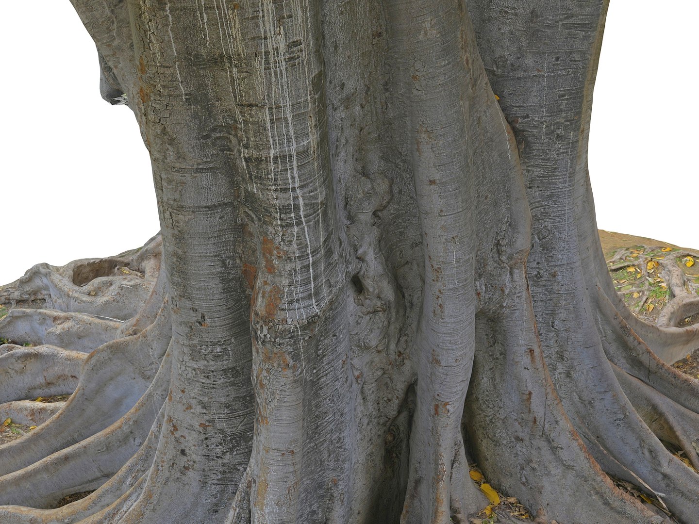 3D Giant Tree Jungle - TurboSquid 1408748