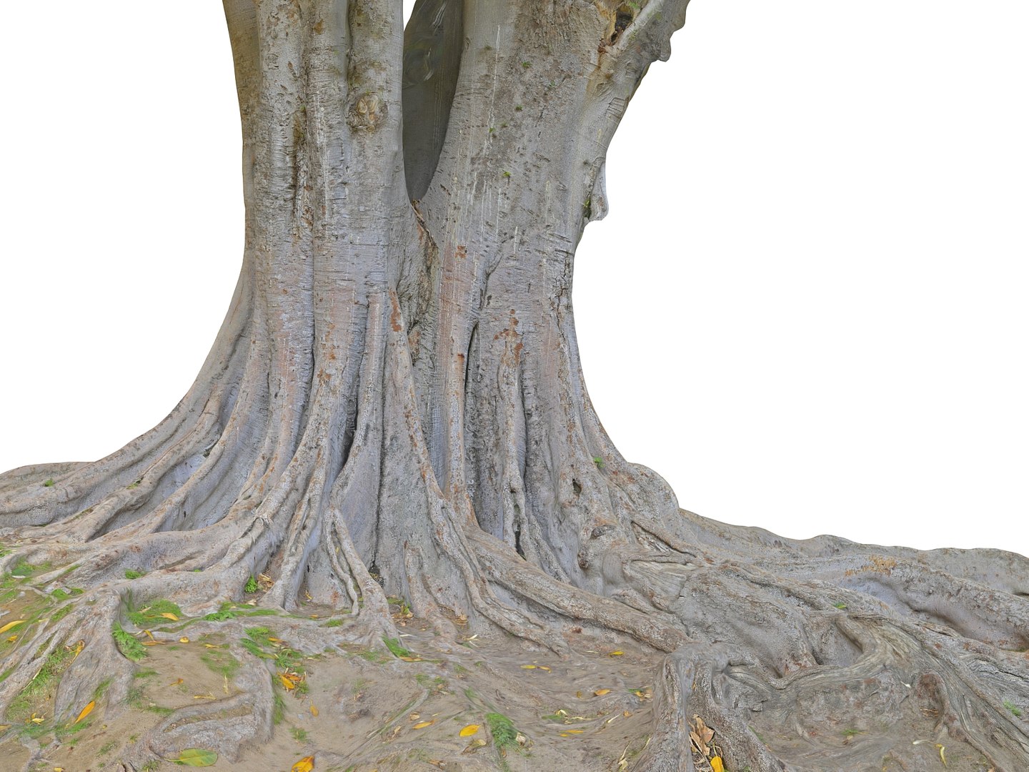 3D Giant Tree Jungle - TurboSquid 1408748