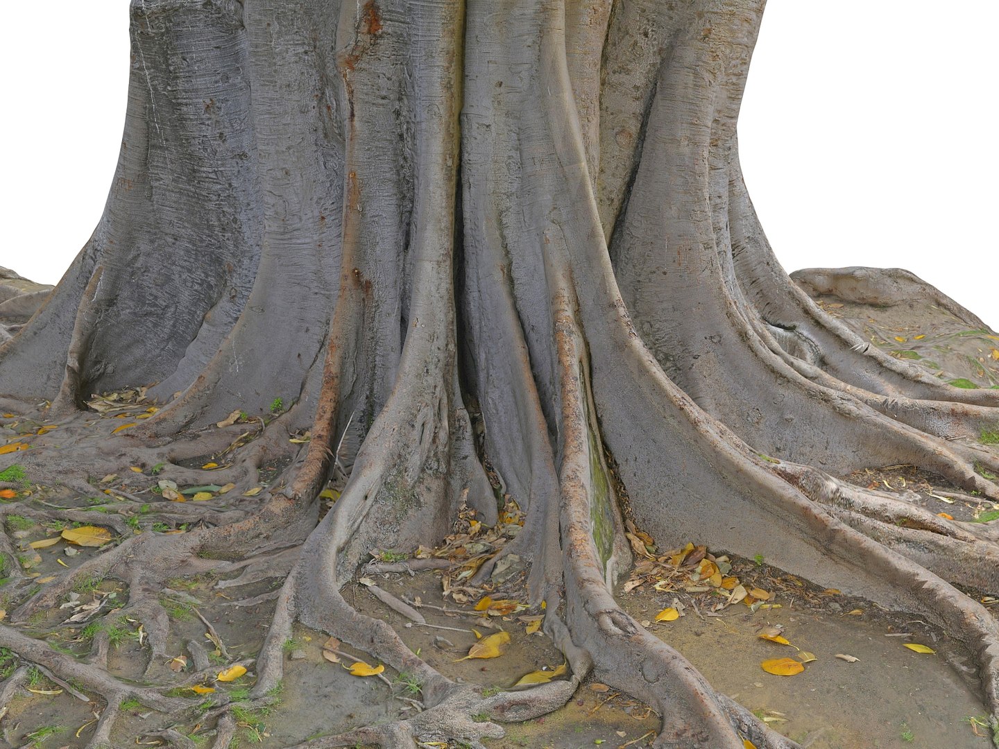 3D Giant Tree Jungle - TurboSquid 1408748