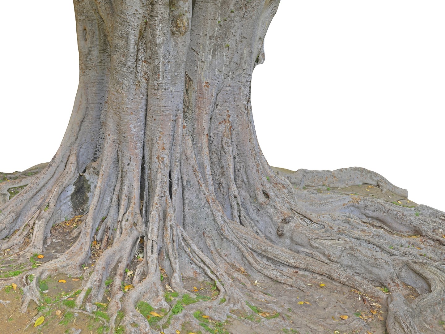 3D Giant Tree Jungle - TurboSquid 1408748