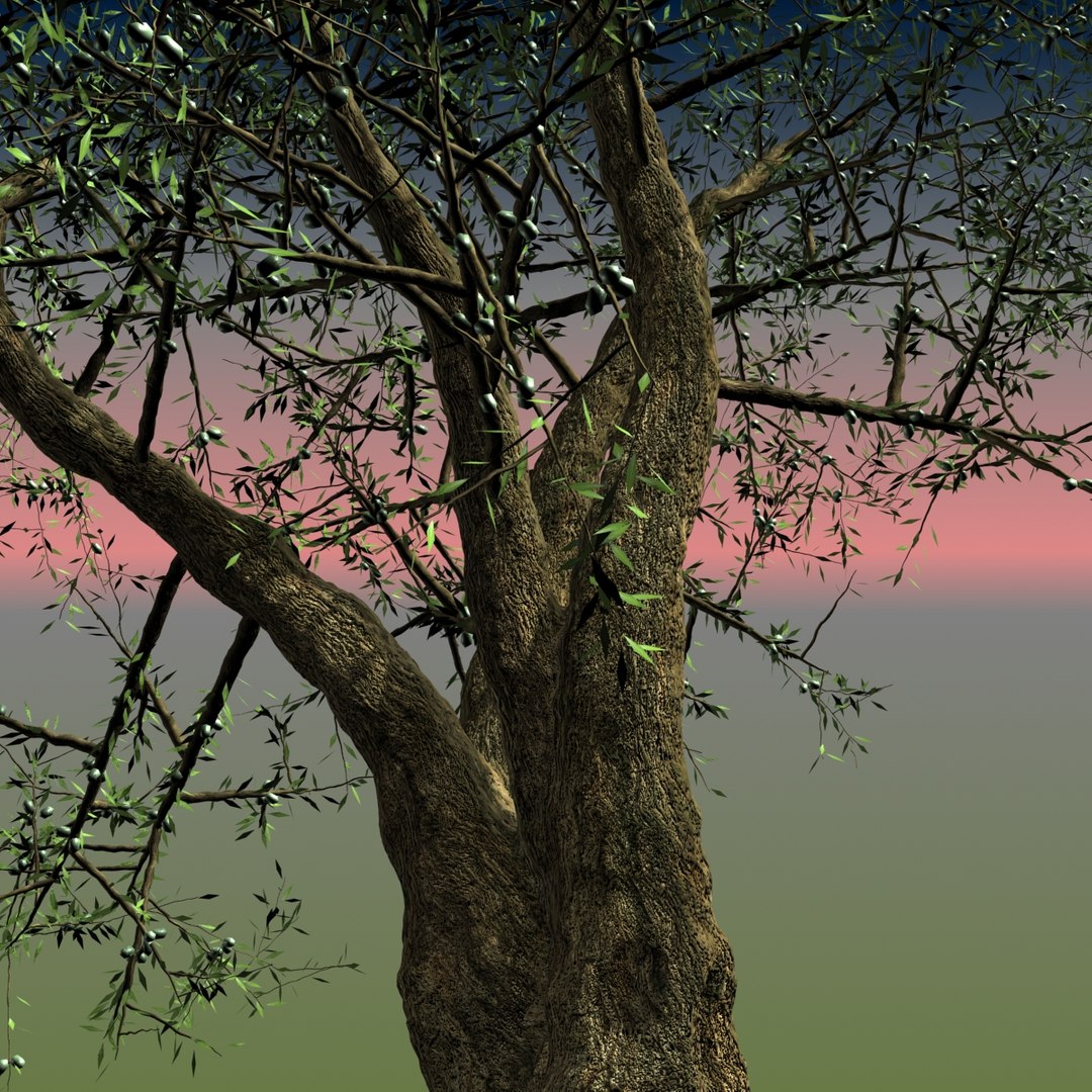 3dsmax Olive Tree