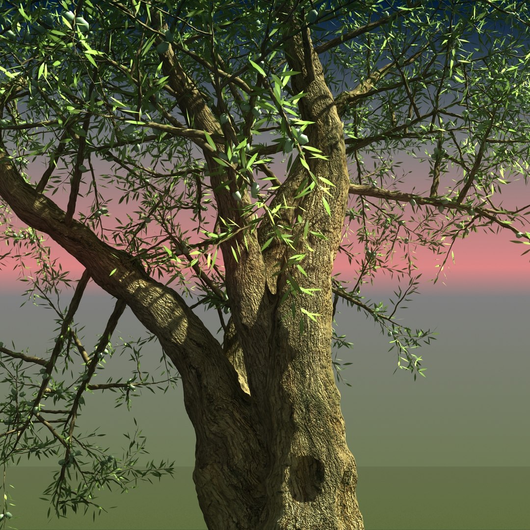 3dsmax Olive Tree