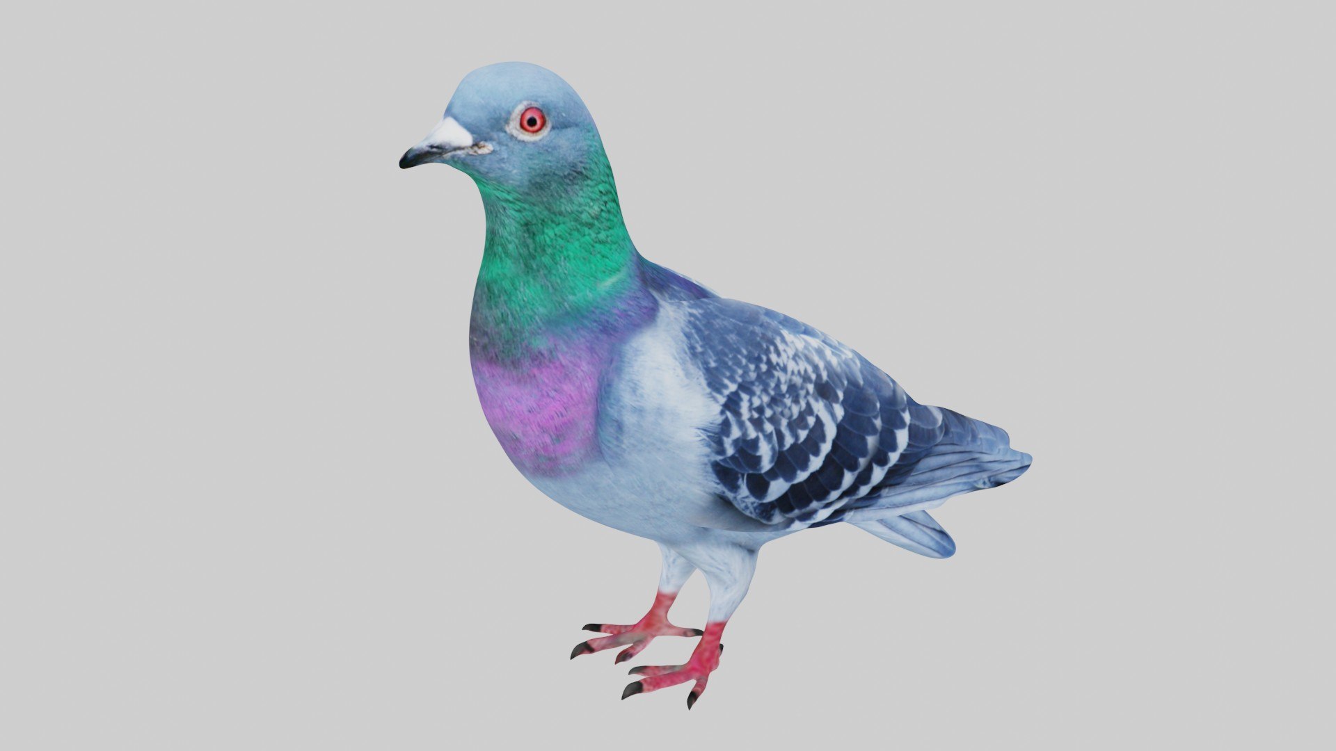 Fully Rigged Low Poly Standing Pigeon Model - TurboSquid 1760181