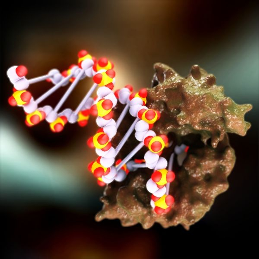 Dna Helicase 3d Model