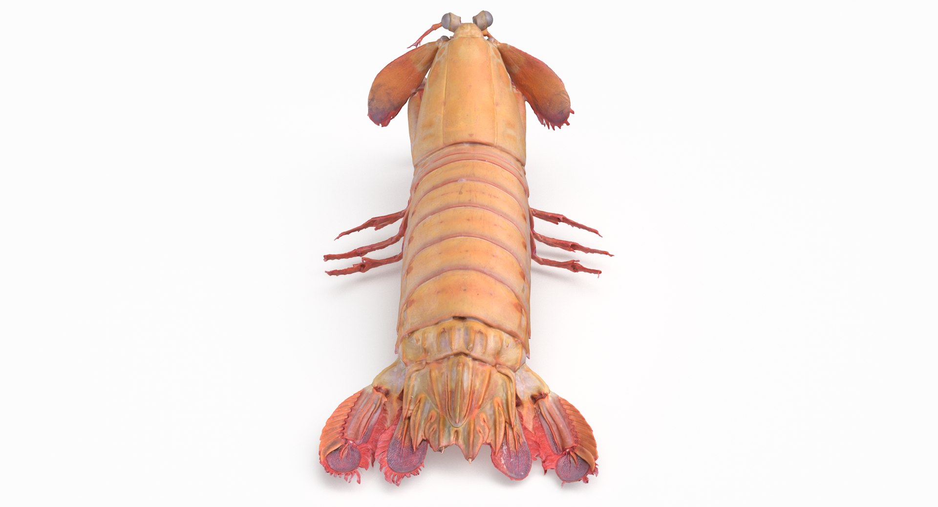 Mantis Shrimp 3D Model - TurboSquid 1411886