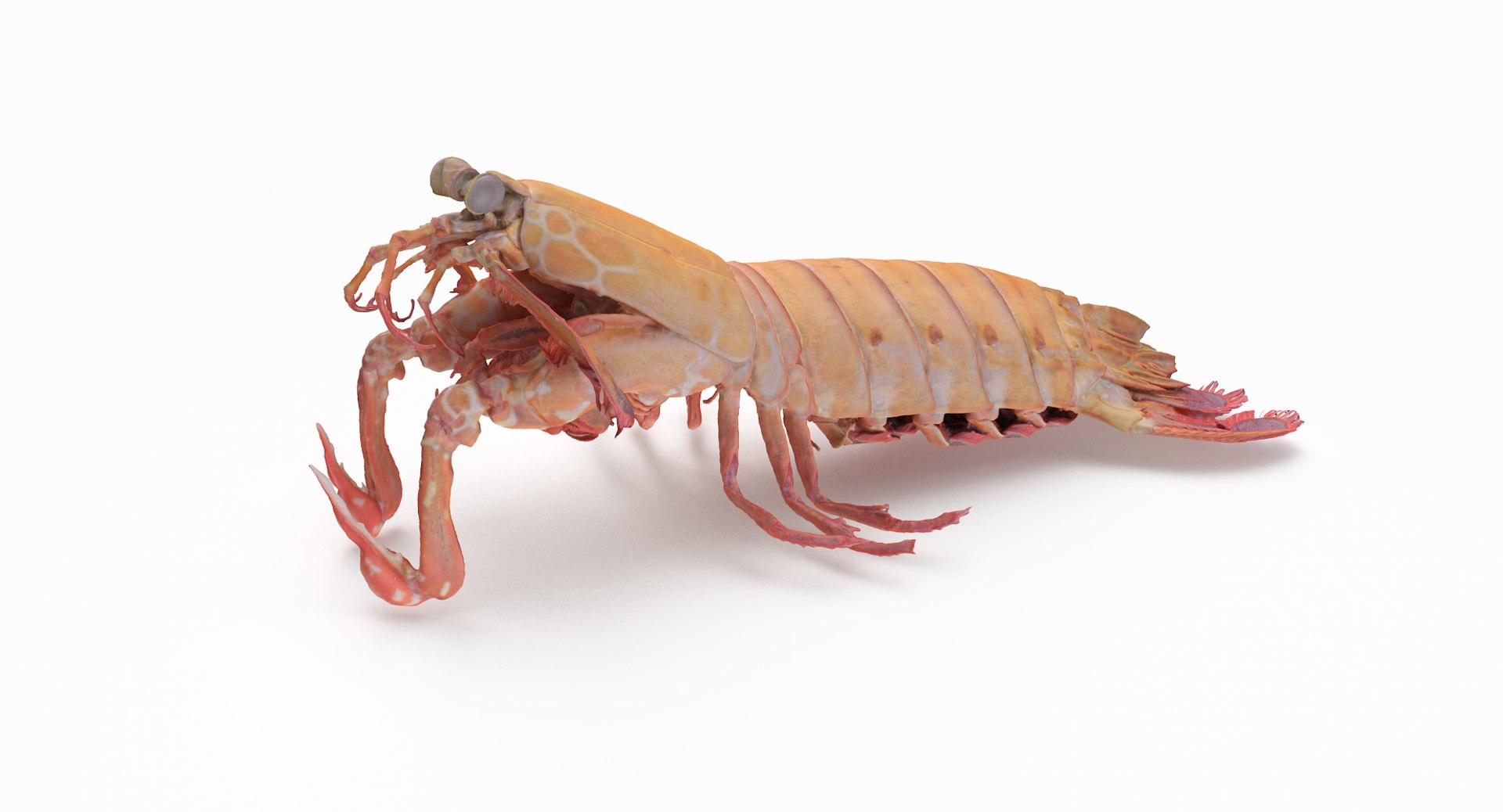Mantis Shrimp 3D Model - TurboSquid 1411886