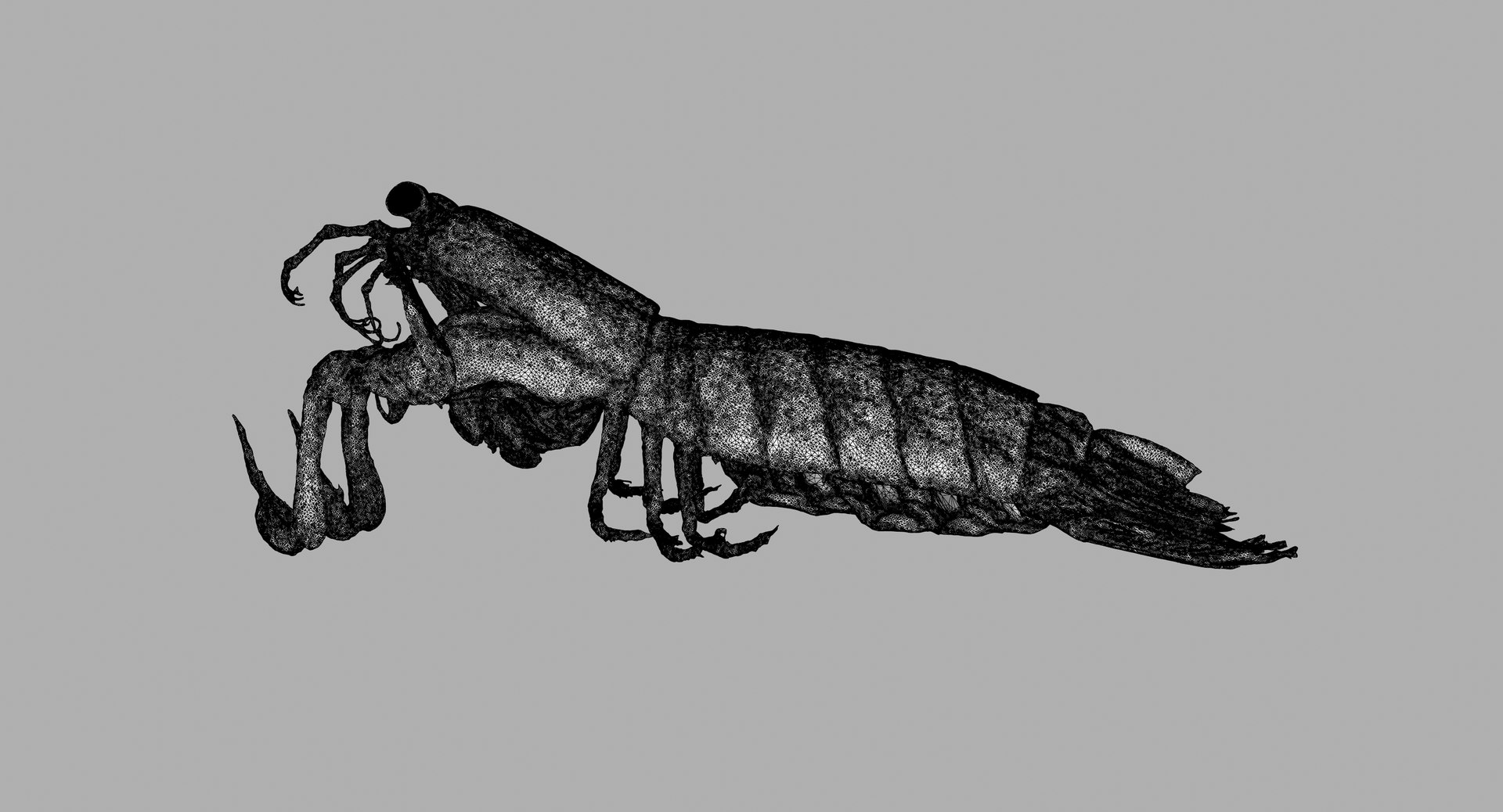 Mantis Shrimp 3D Model - TurboSquid 1411886