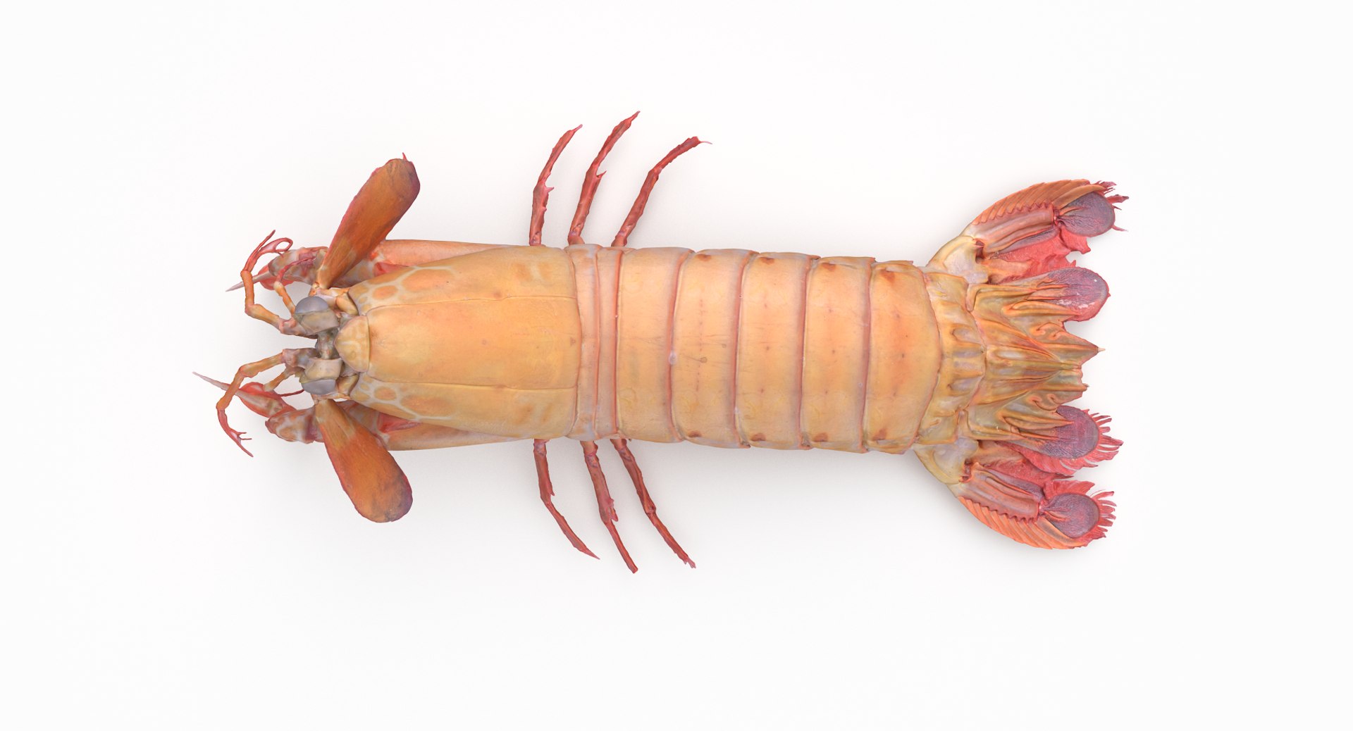 Mantis Shrimp 3D Model - TurboSquid 1411886