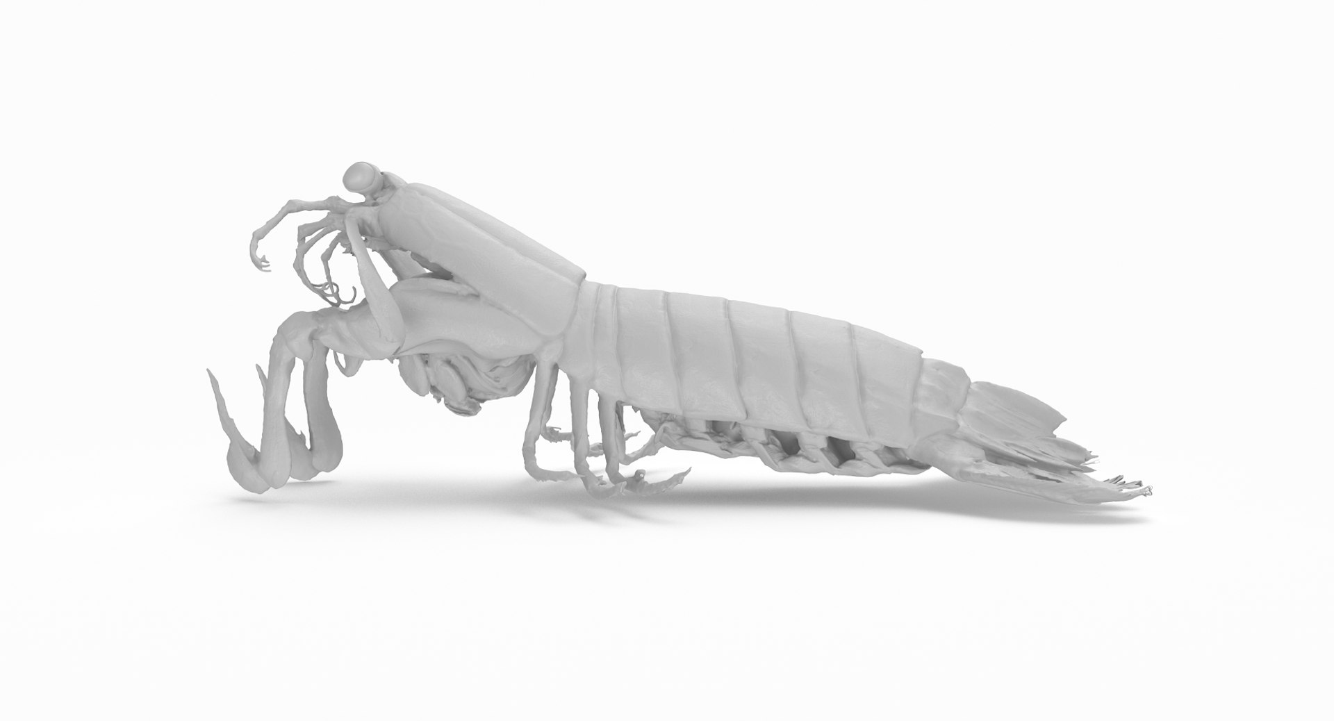 Mantis Shrimp 3D Model - TurboSquid 1411886