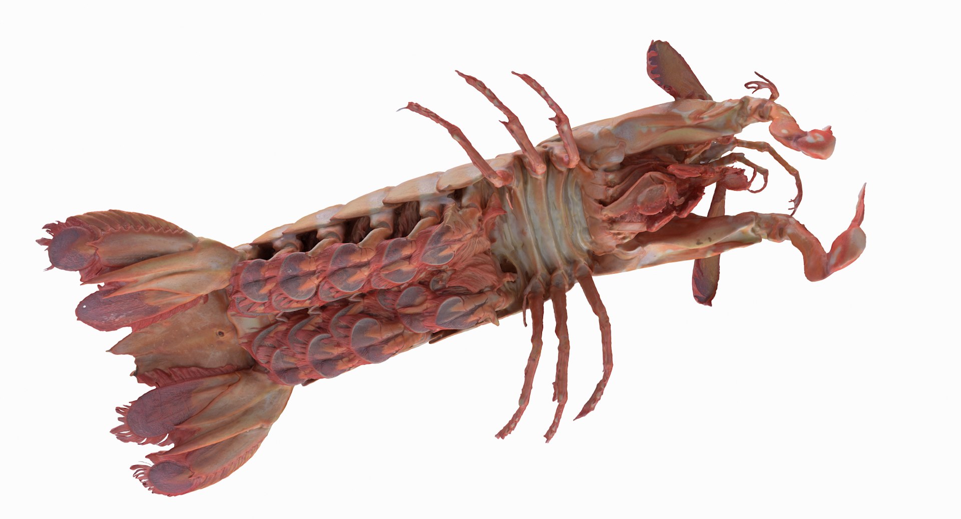 Mantis Shrimp 3D Model - TurboSquid 1411886