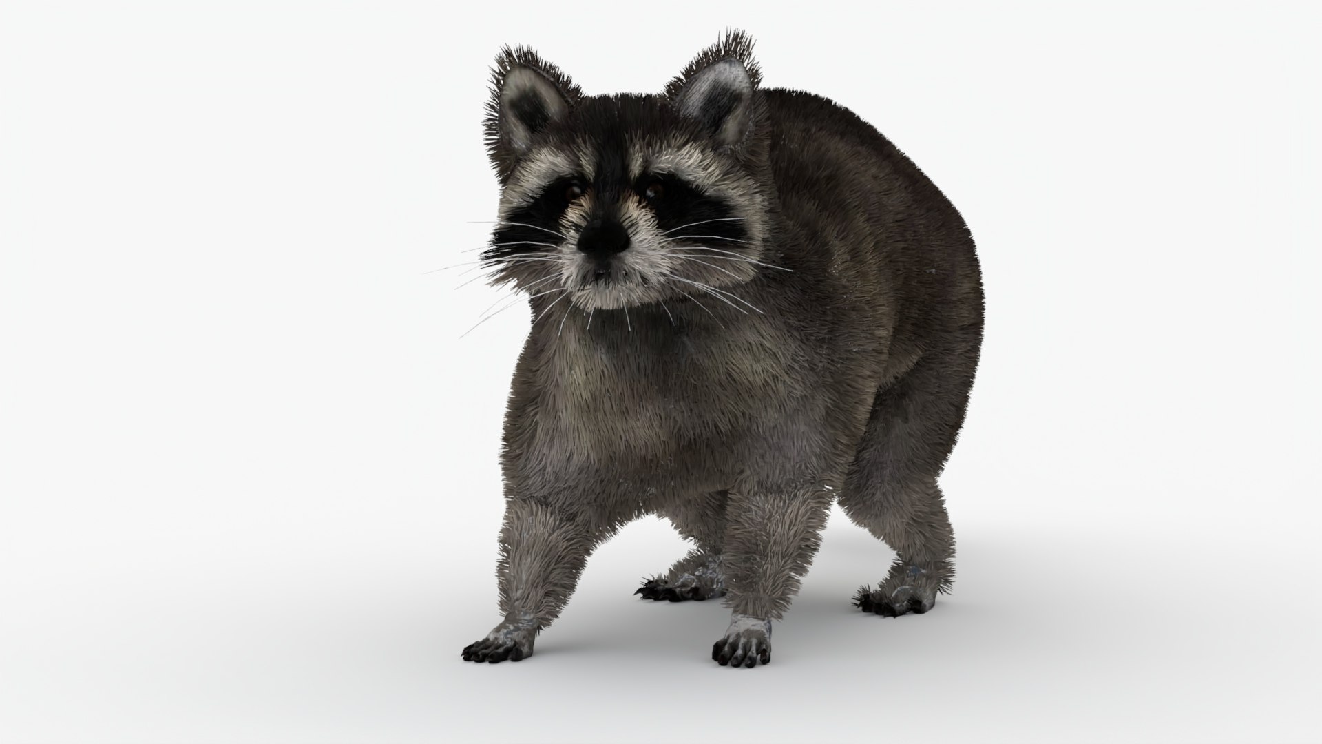 Animated Raccoon with MAYA XGEN Fur 3D - TurboSquid 1991458