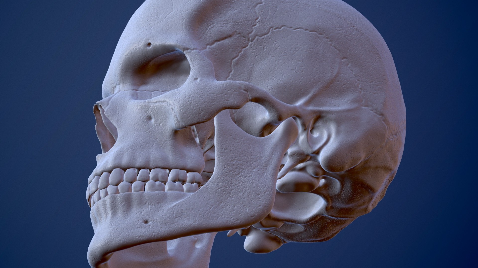 3D Detailed High And Low Poly Human Skull 3D Model - TurboSquid 2255455