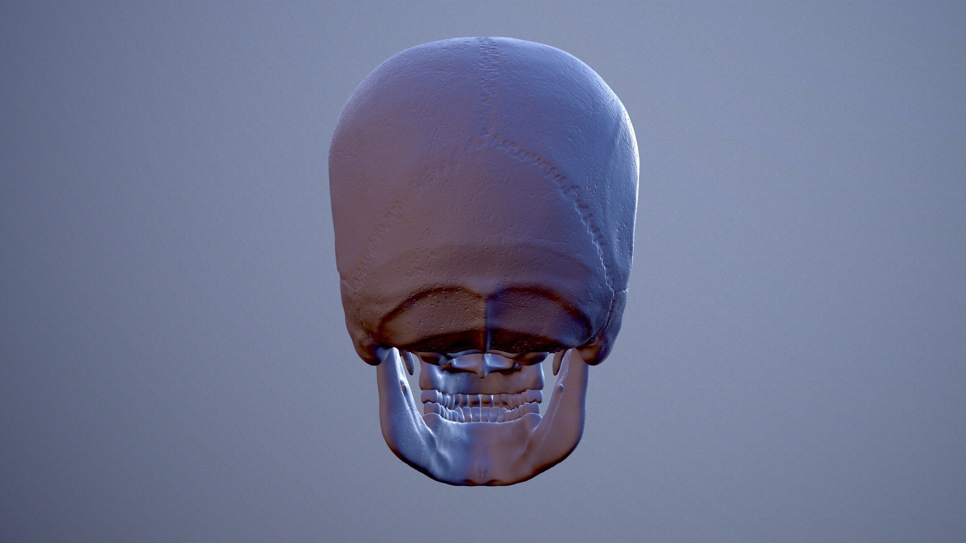 3D Detailed High And Low Poly Human Skull 3D Model - TurboSquid 2255455