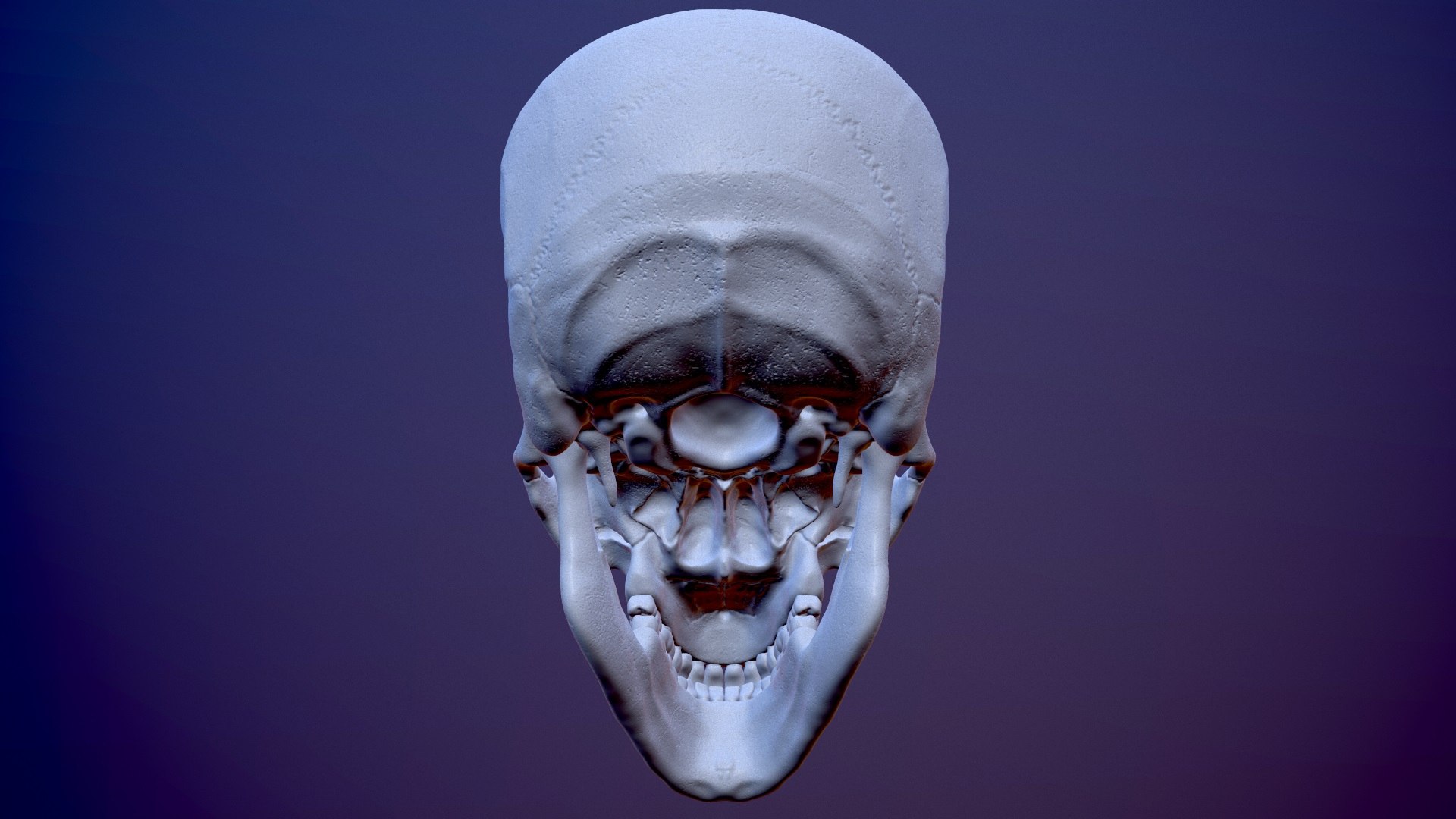 3D Detailed High And Low Poly Human Skull 3D Model - TurboSquid 2255455