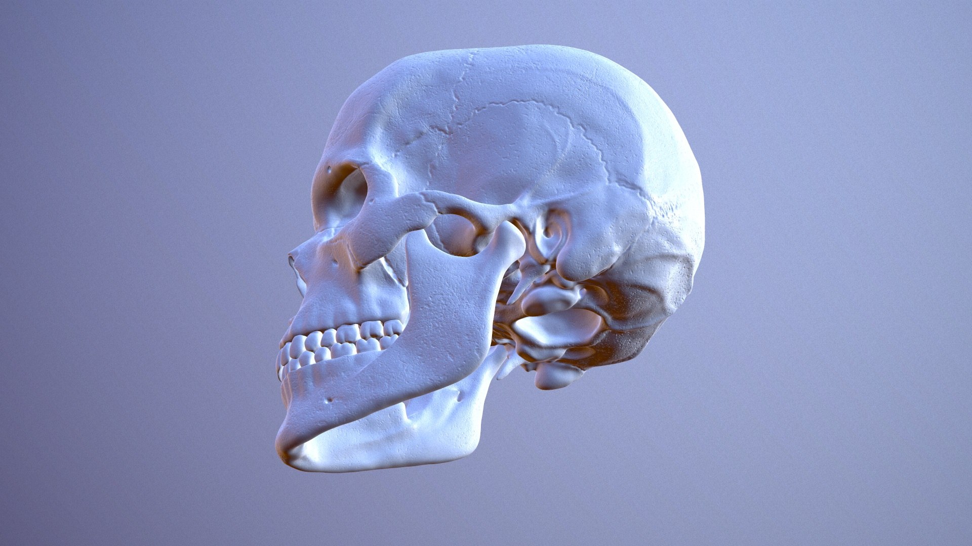 3D Detailed High And Low Poly Human Skull 3D Model - TurboSquid 2255455