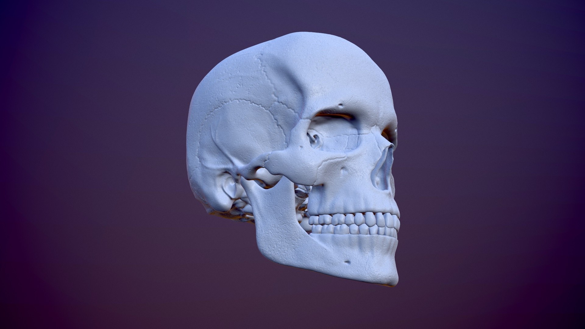 3D Detailed High And Low Poly Human Skull 3D Model - TurboSquid 2255455