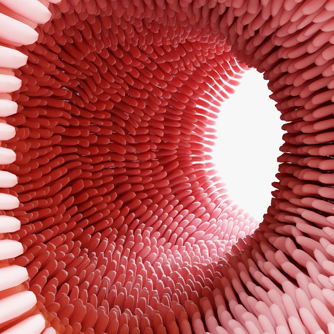 3D Intestinal Villi Animation - TurboSquid 2054148