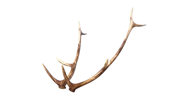 Reed deer antlers 3D model - TurboSquid 1425257