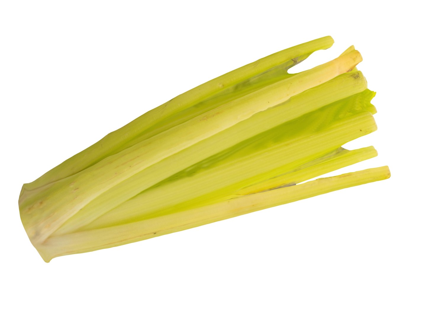 Celery 8k 3d Model