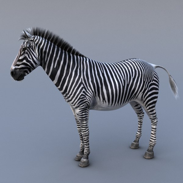 Zebra 3D Models for Download | TurboSquid