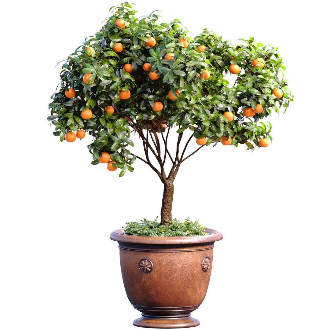 Orange Tree In A Potted Pot Decorative Citrus Mandarin Houseplant 3D ...