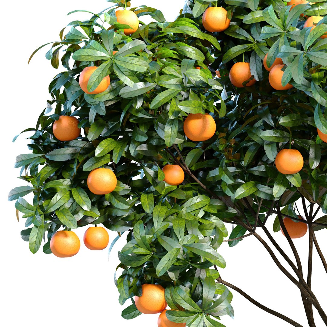 Orange Tree In A Potted Pot Decorative Citrus Mandarin Houseplant 3D ...