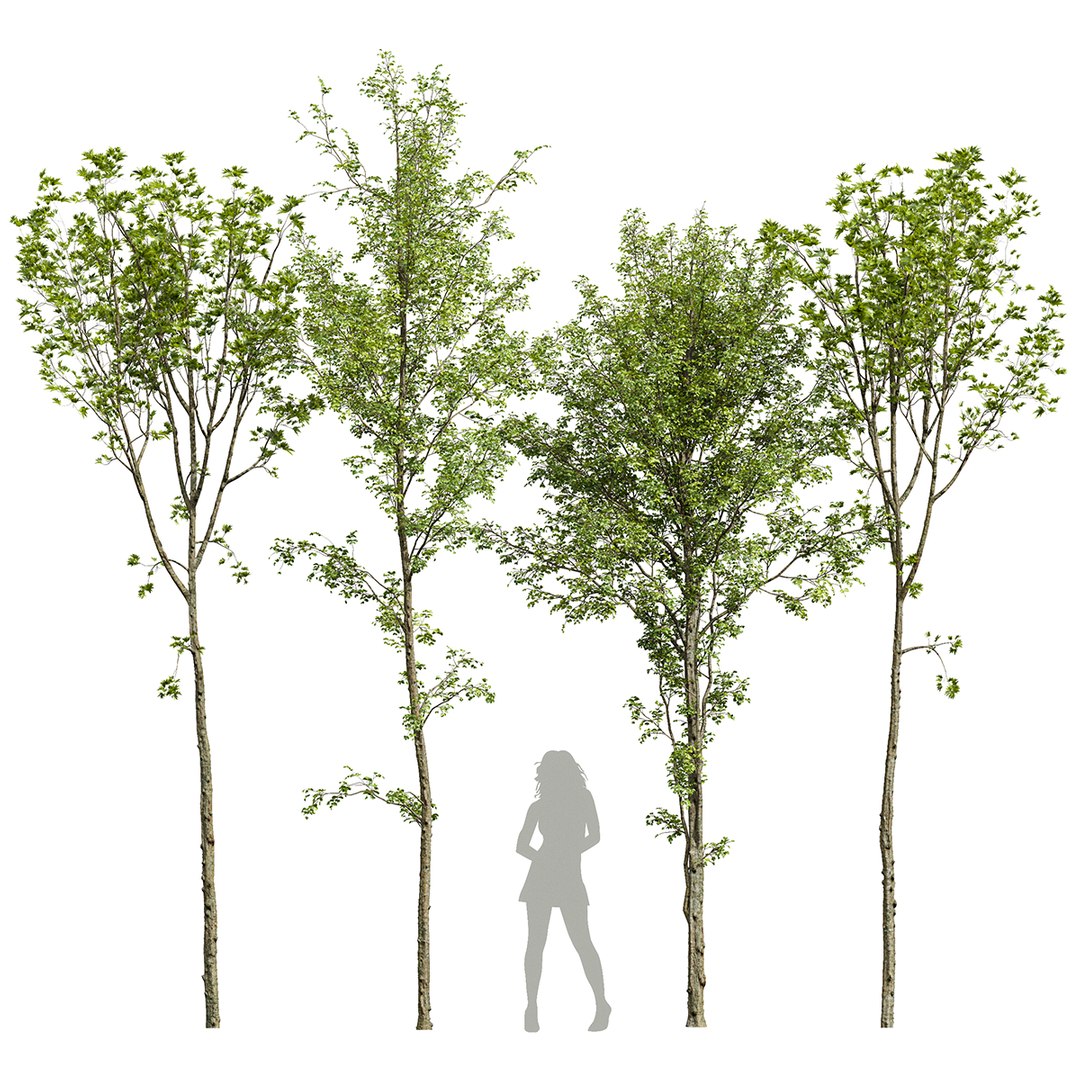 Spring Trees 03 3D Model - TurboSquid 2152242
