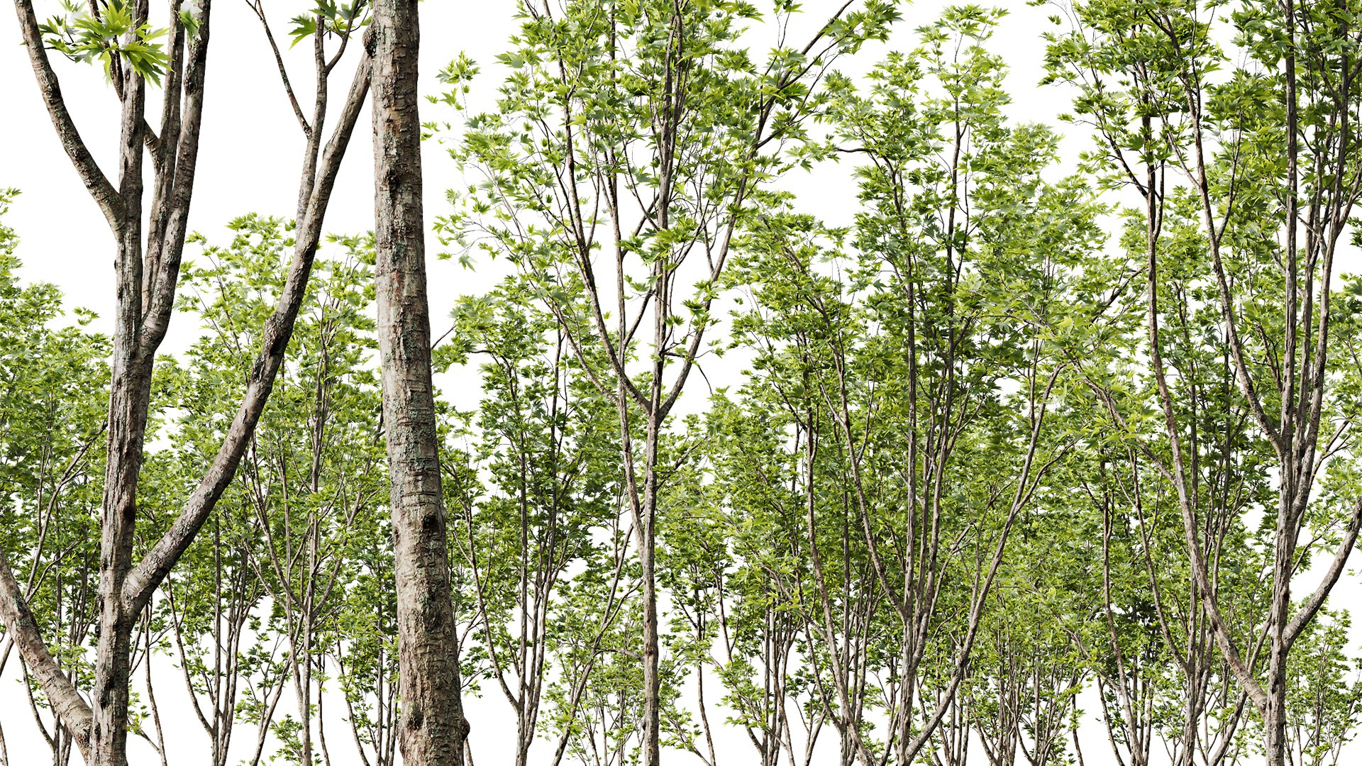 Spring Trees 03 3D Model - TurboSquid 2152242