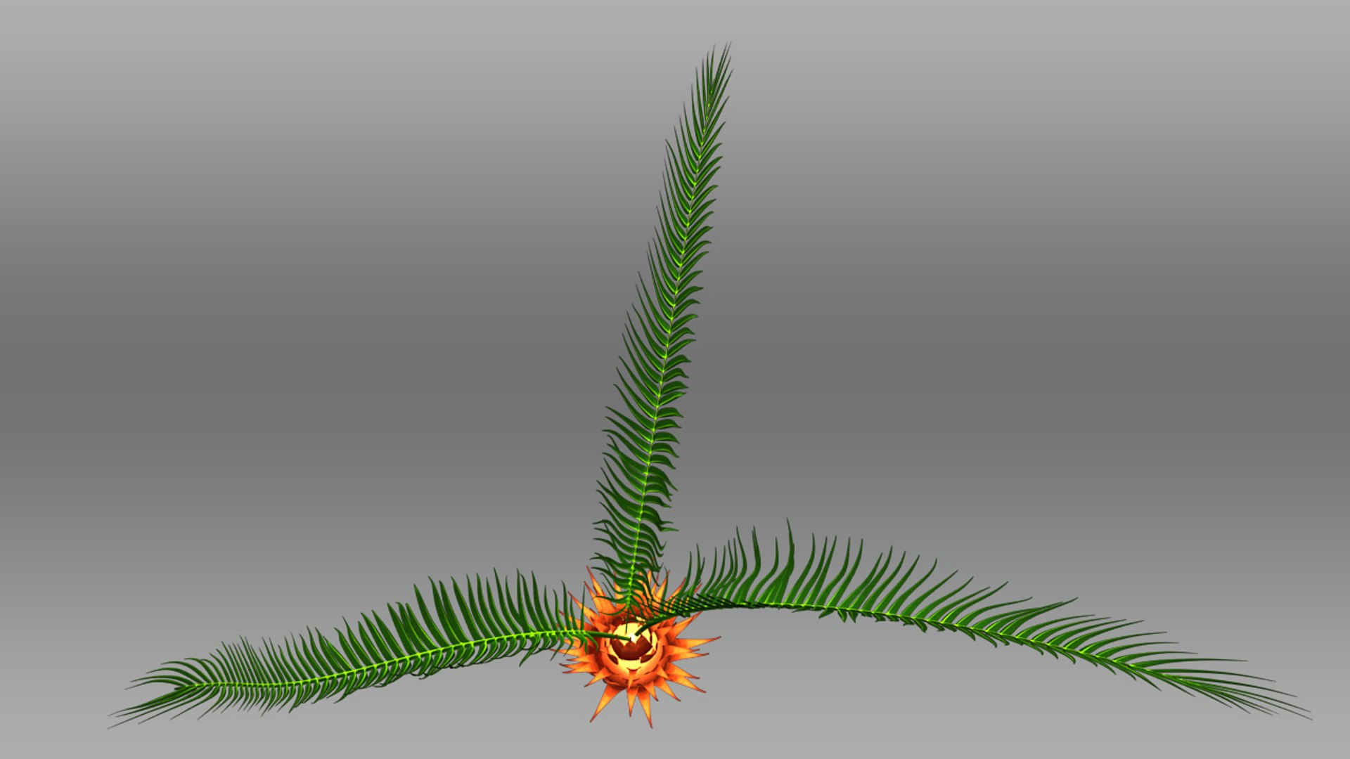 Bulbil Cycas Circinalis 3d Model