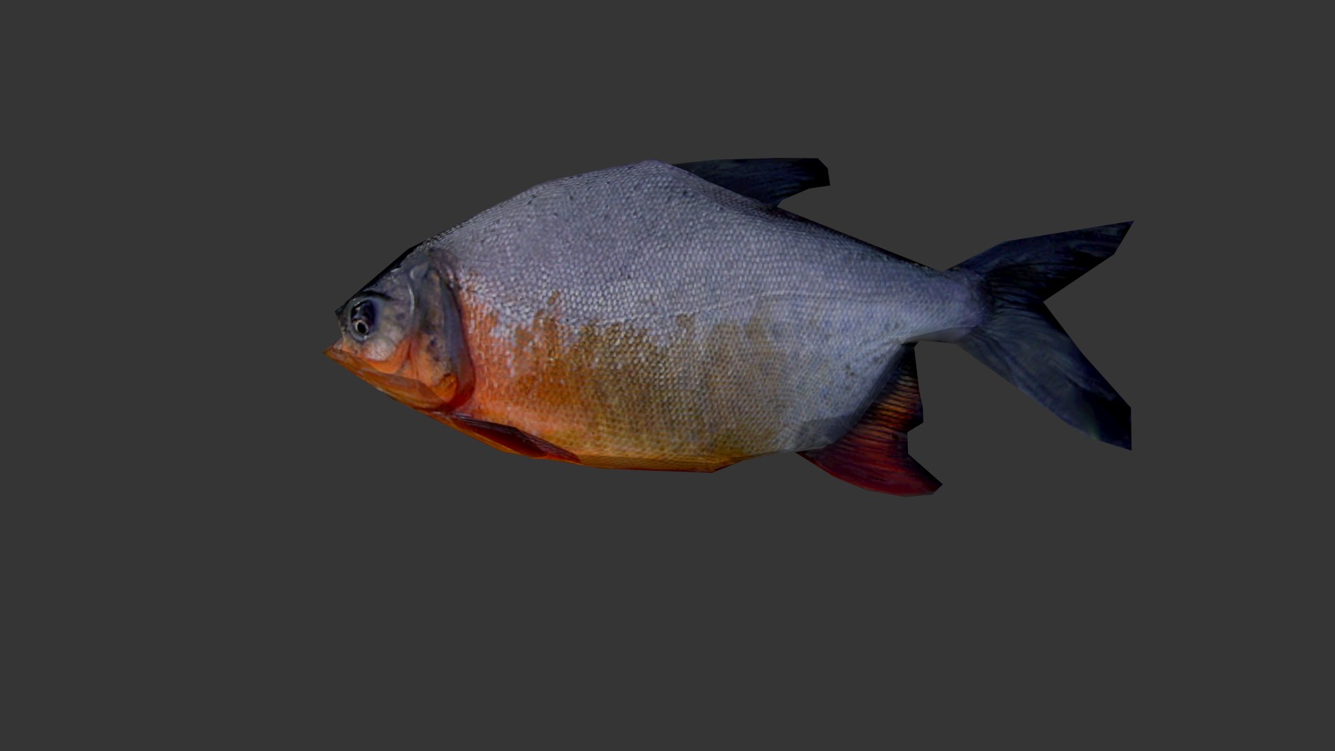 Fish Piranha Lowpoly 3D Model - TurboSquid 2229051