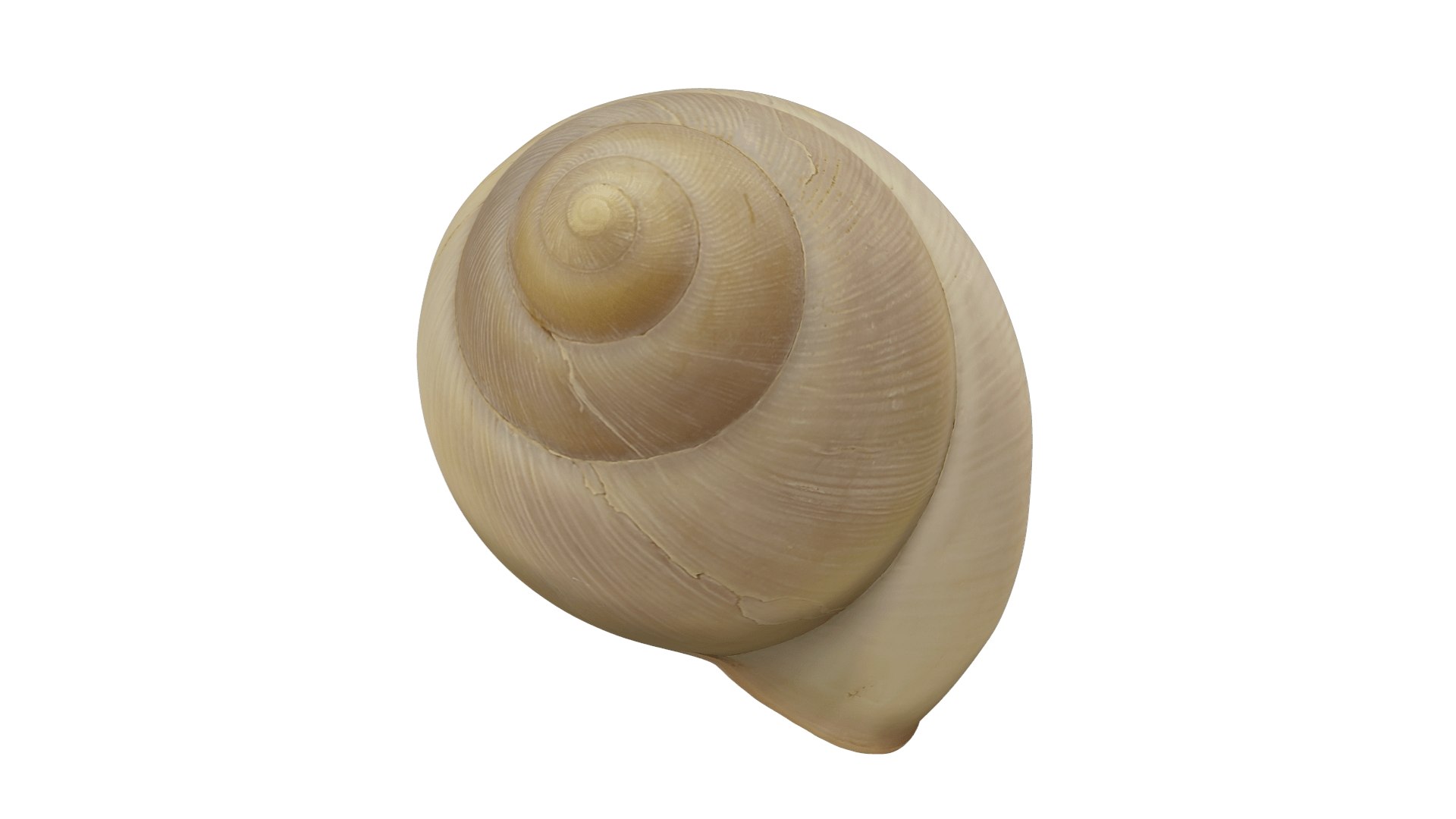 3D model Snail Shell - Extreme Definition 3D Scanned - TurboSquid 1730785