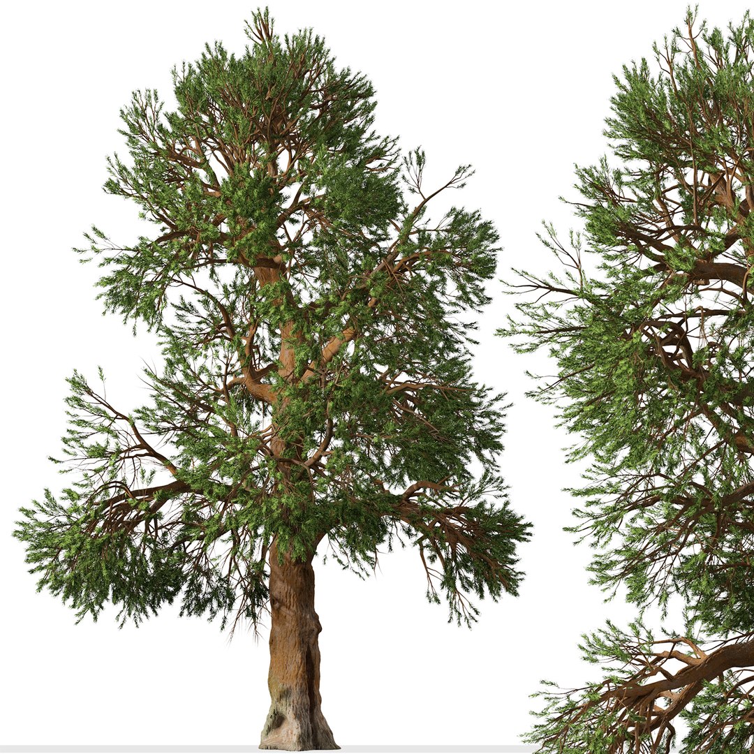 Set Of Foxtail Pine Or Pinus Balfouriana Tree- 2 Trees Model ...