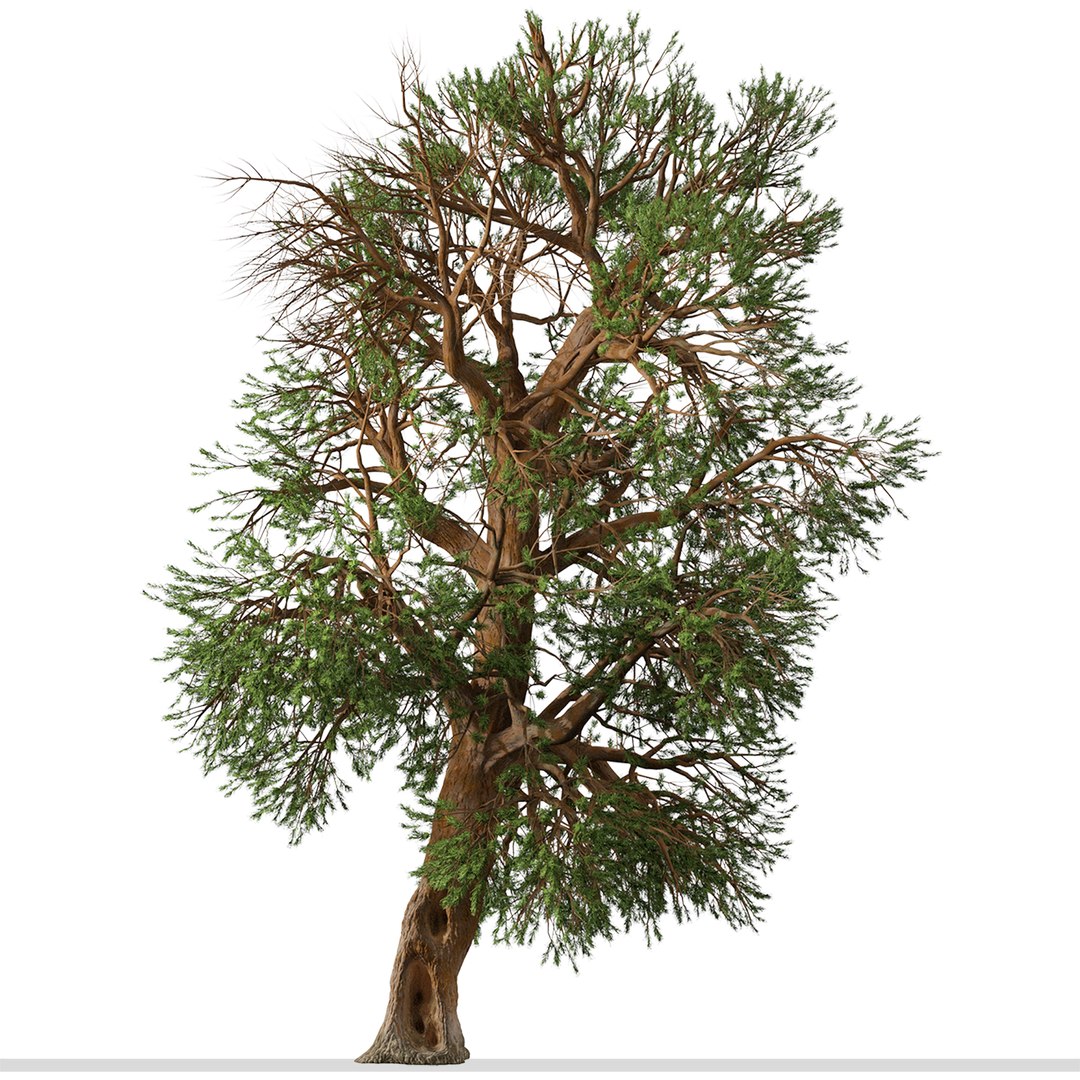 Set Of Foxtail Pine Or Pinus Balfouriana Tree- 2 Trees Model ...