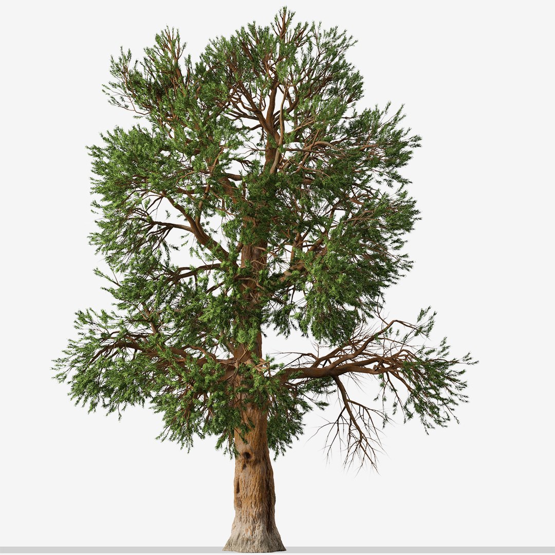 Set Of Foxtail Pine Or Pinus Balfouriana Tree- 2 Trees Model ...