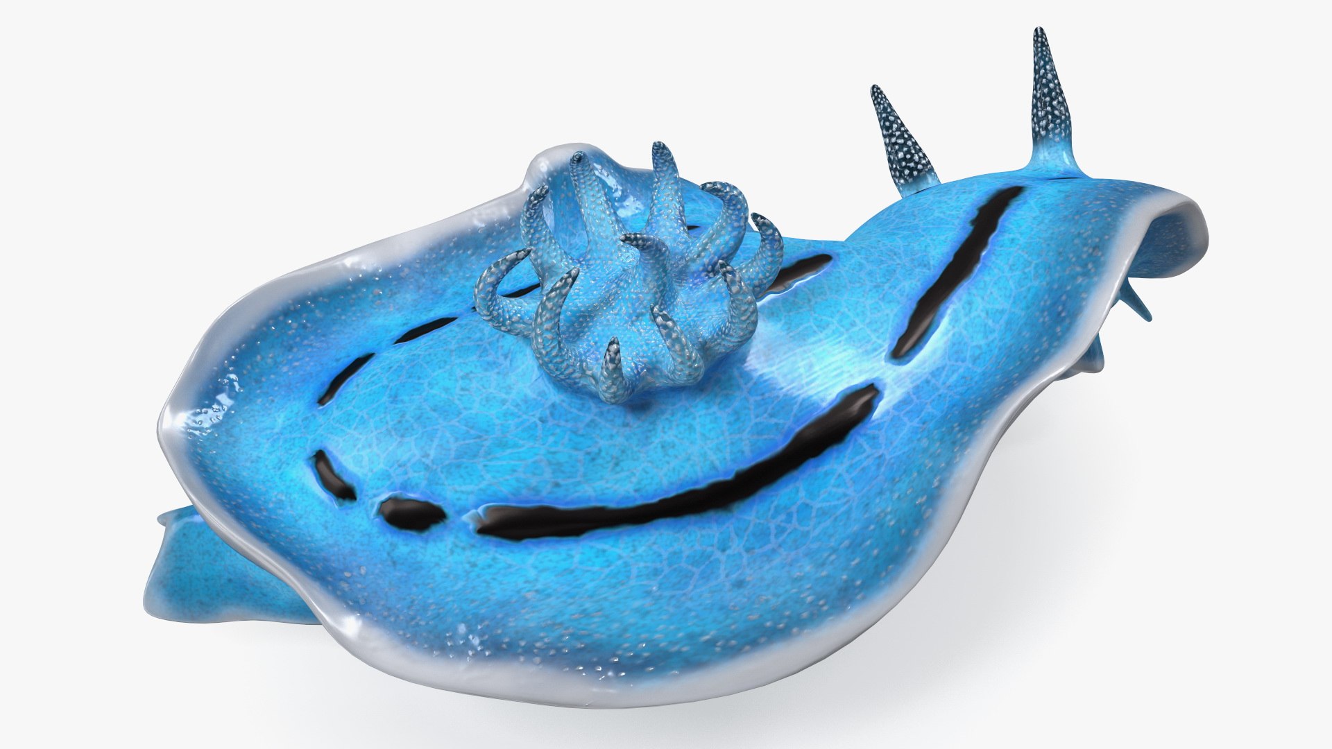3D Chromodoris Willani - TurboSquid 2202029