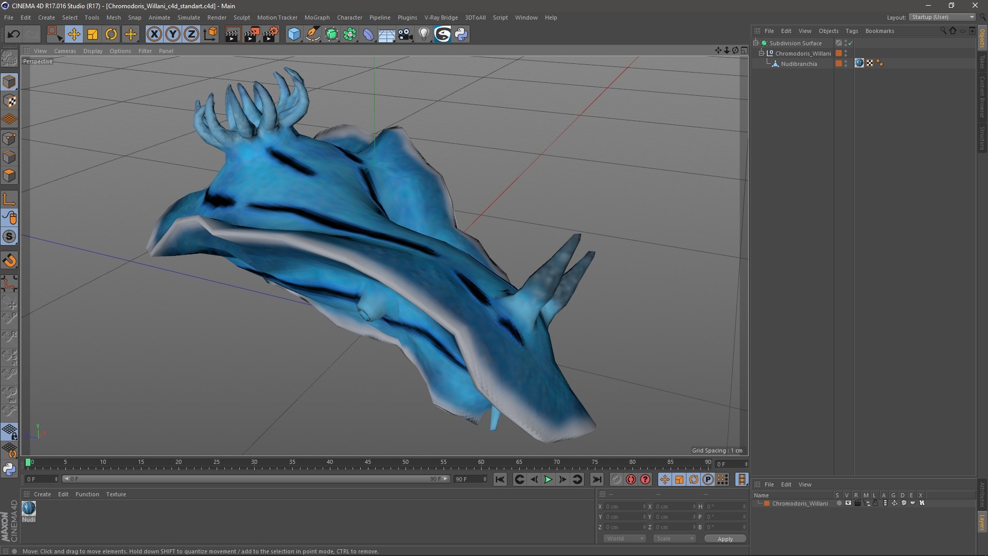 3D Chromodoris Willani - TurboSquid 2202029