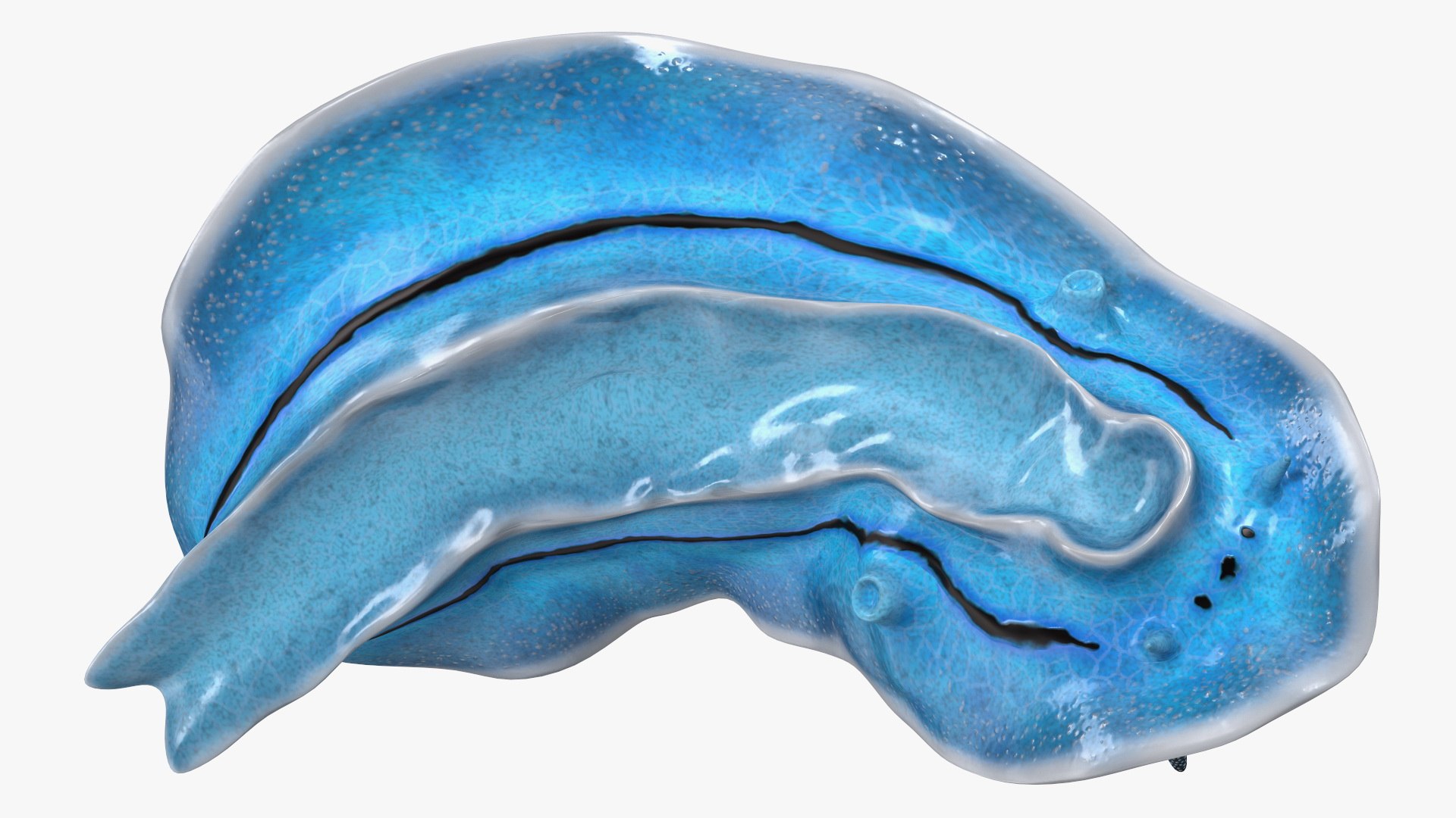 3D Chromodoris Willani - TurboSquid 2202029