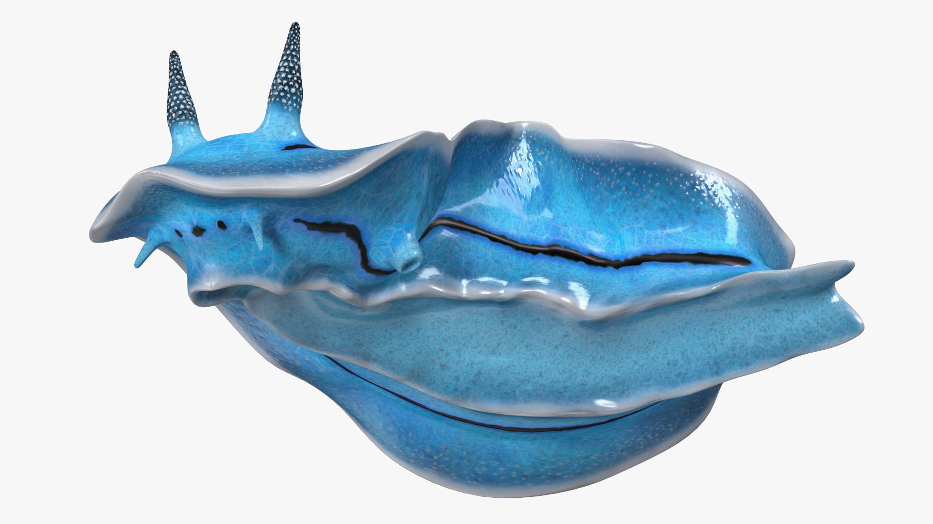 3D Chromodoris Willani - TurboSquid 2202029