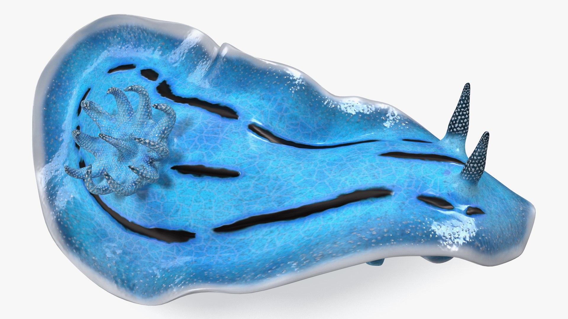 3D Chromodoris Willani - TurboSquid 2202029