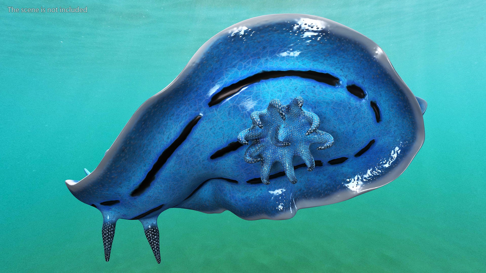 3D Chromodoris Willani - TurboSquid 2202029