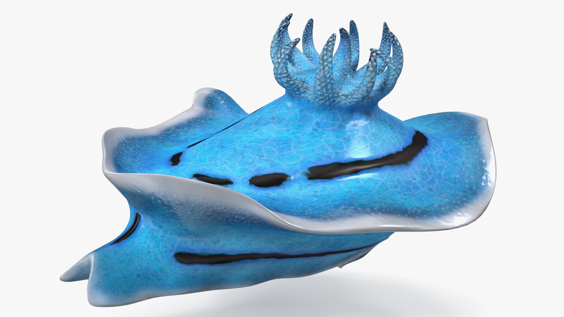 3D Chromodoris Willani - TurboSquid 2202029