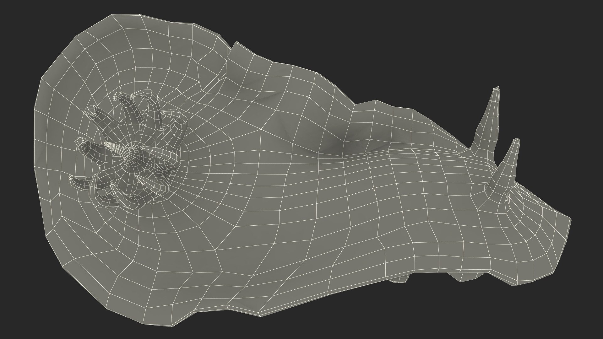 3D Chromodoris Willani - TurboSquid 2202029
