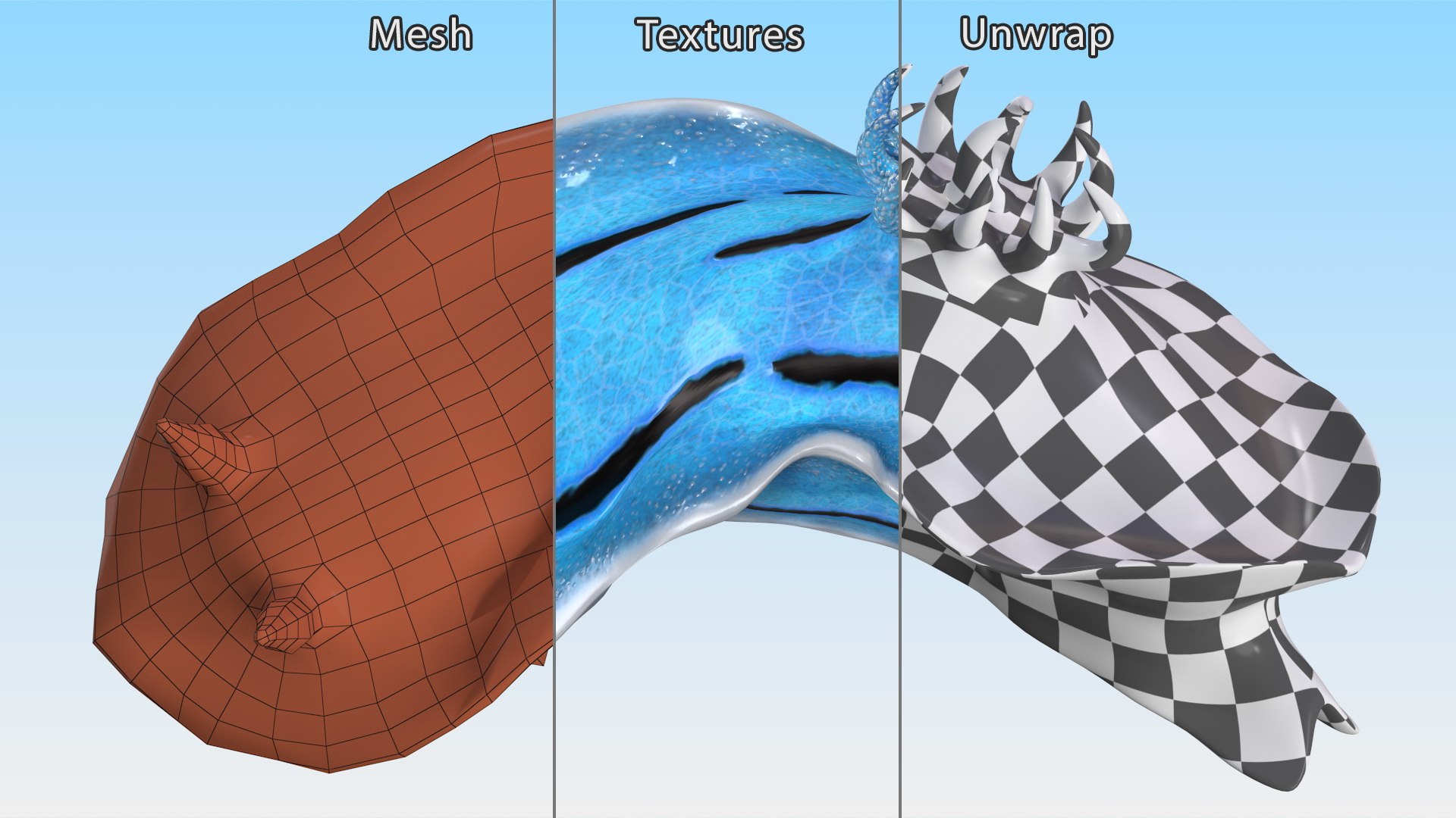 3D Chromodoris Willani - TurboSquid 2202029