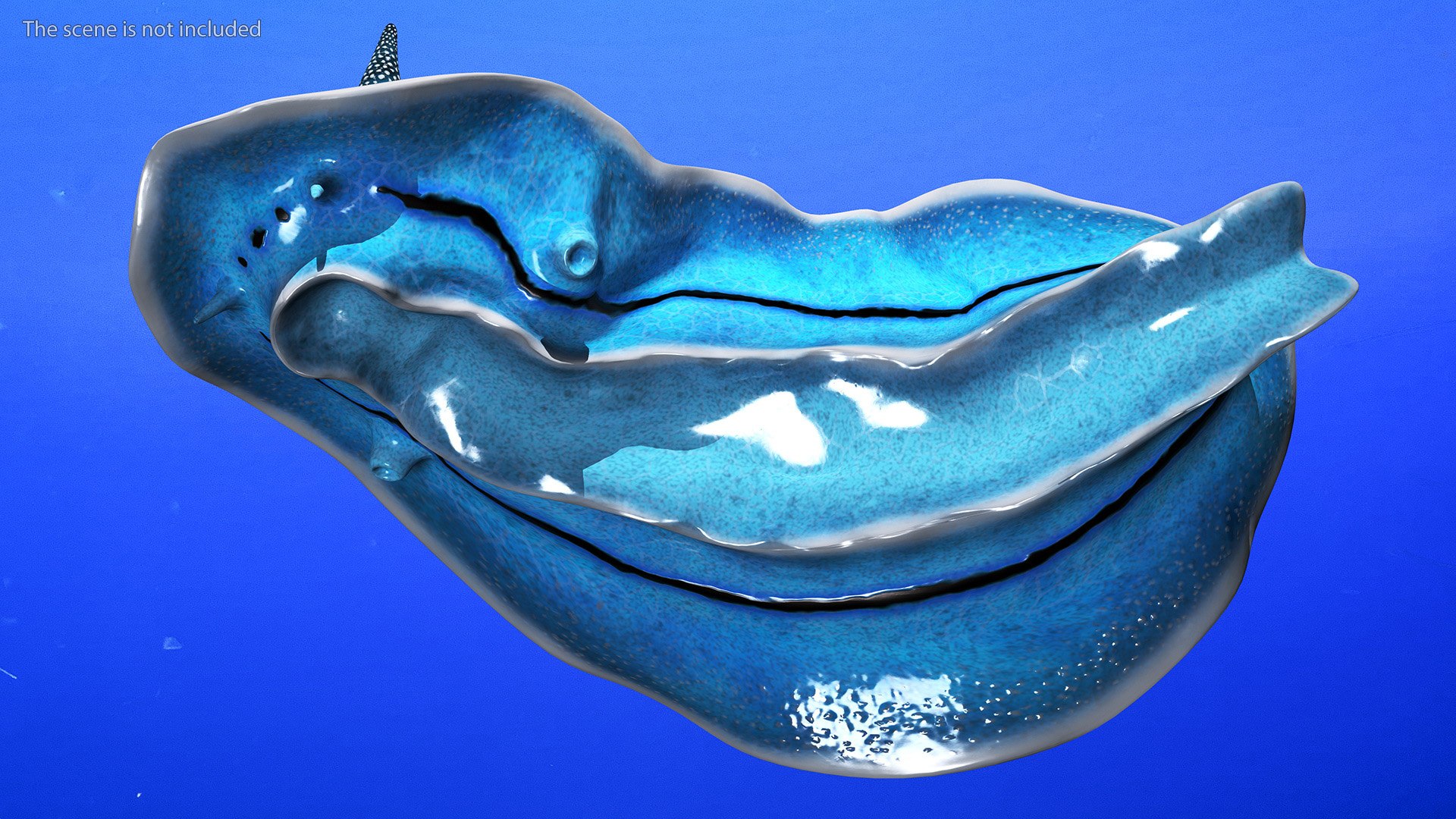 3D Chromodoris Willani - TurboSquid 2202029