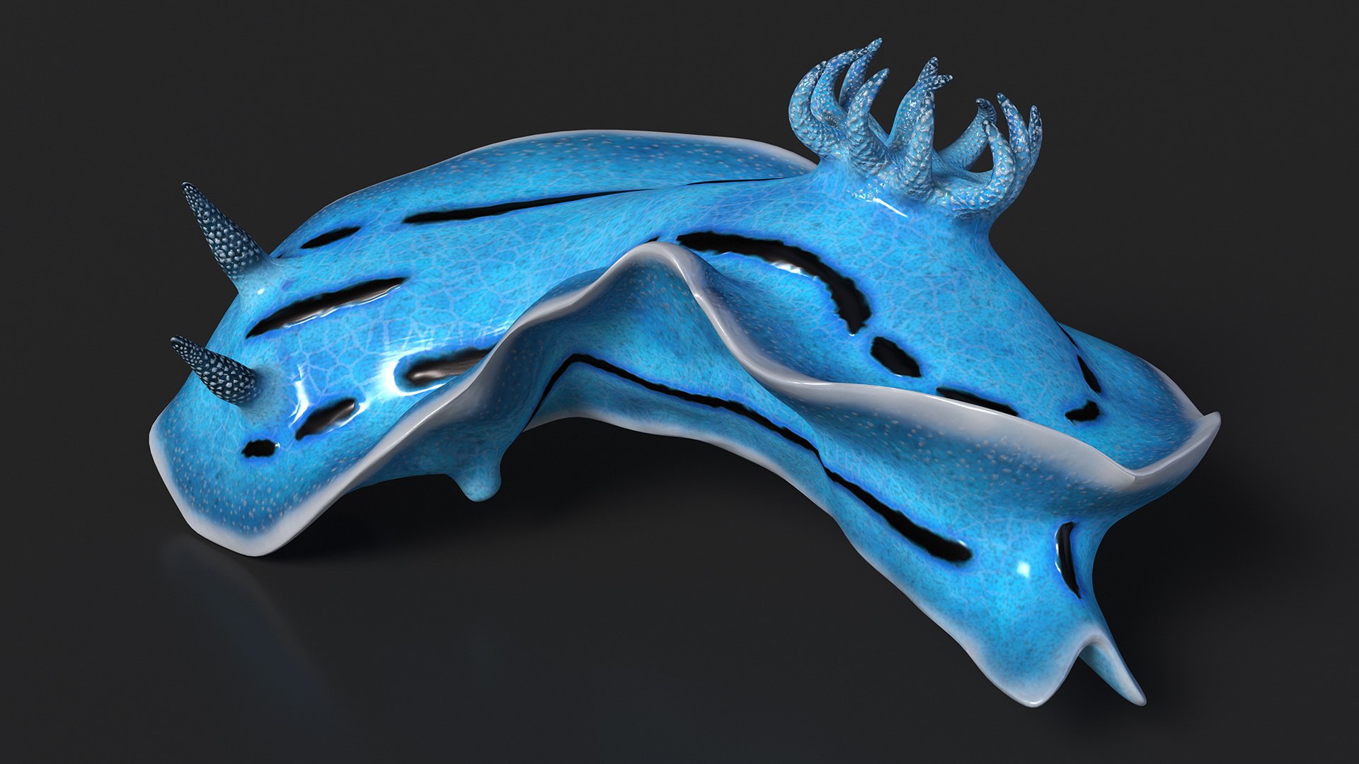 3D Chromodoris Willani - TurboSquid 2202029